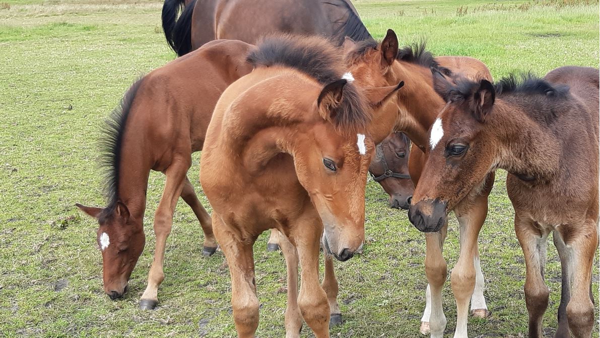 Henning Rathjen / Trainer / Verein - Schleswig Holsteinischer Verein ...