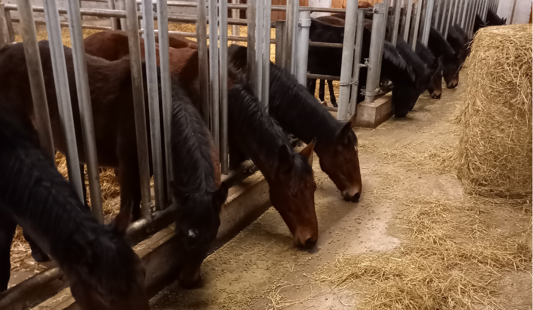 Henning Rathjen / Trainer / Verein - Schleswig Holsteinischer Verein ...